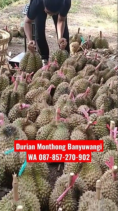 Durian Monthong Banyuwangi daging tebal - YouTube