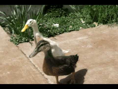 Daisy the pet duck - YouTube