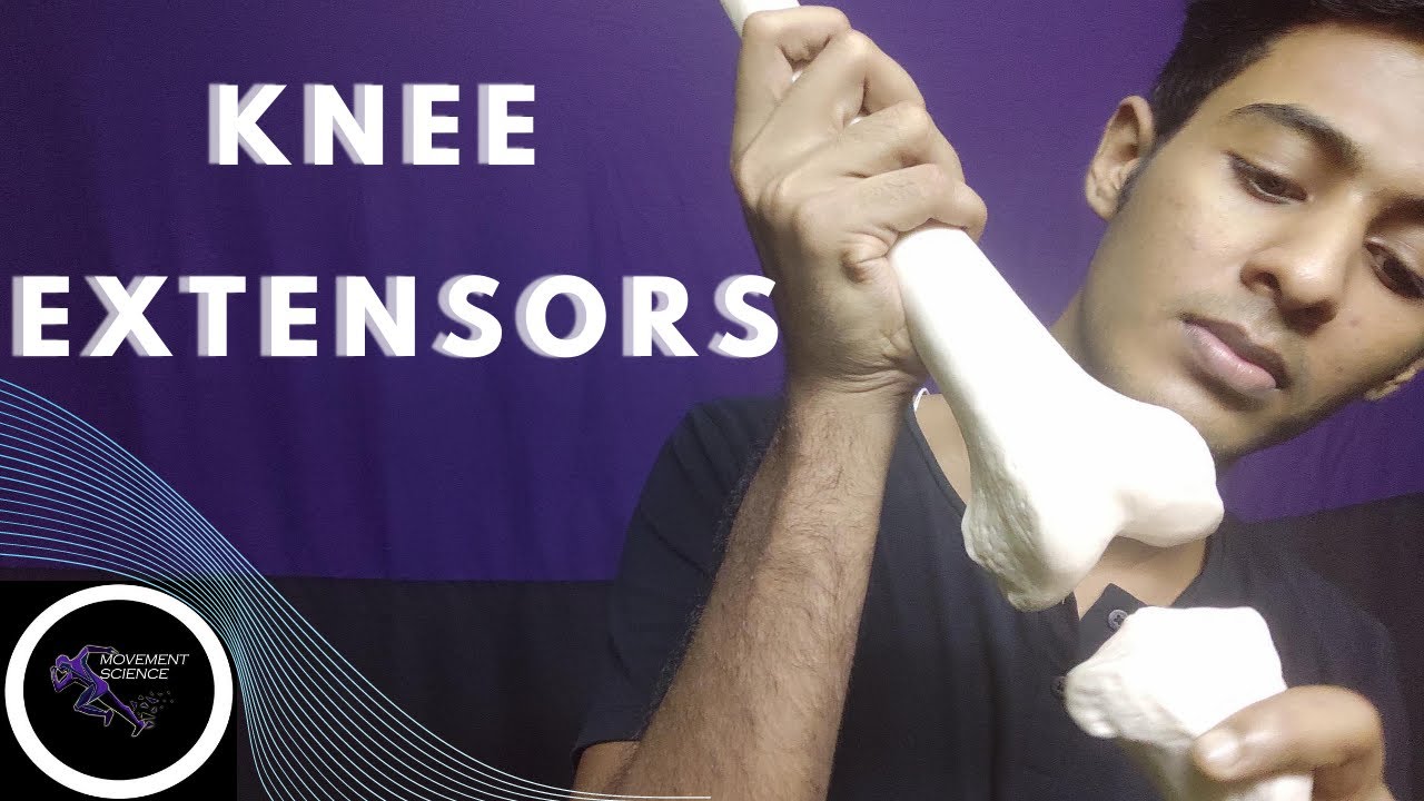 KNEE EXTENSORS -KNEE JOINT KINETICS (KNEE COMPLEX BIOMECHANICS ...