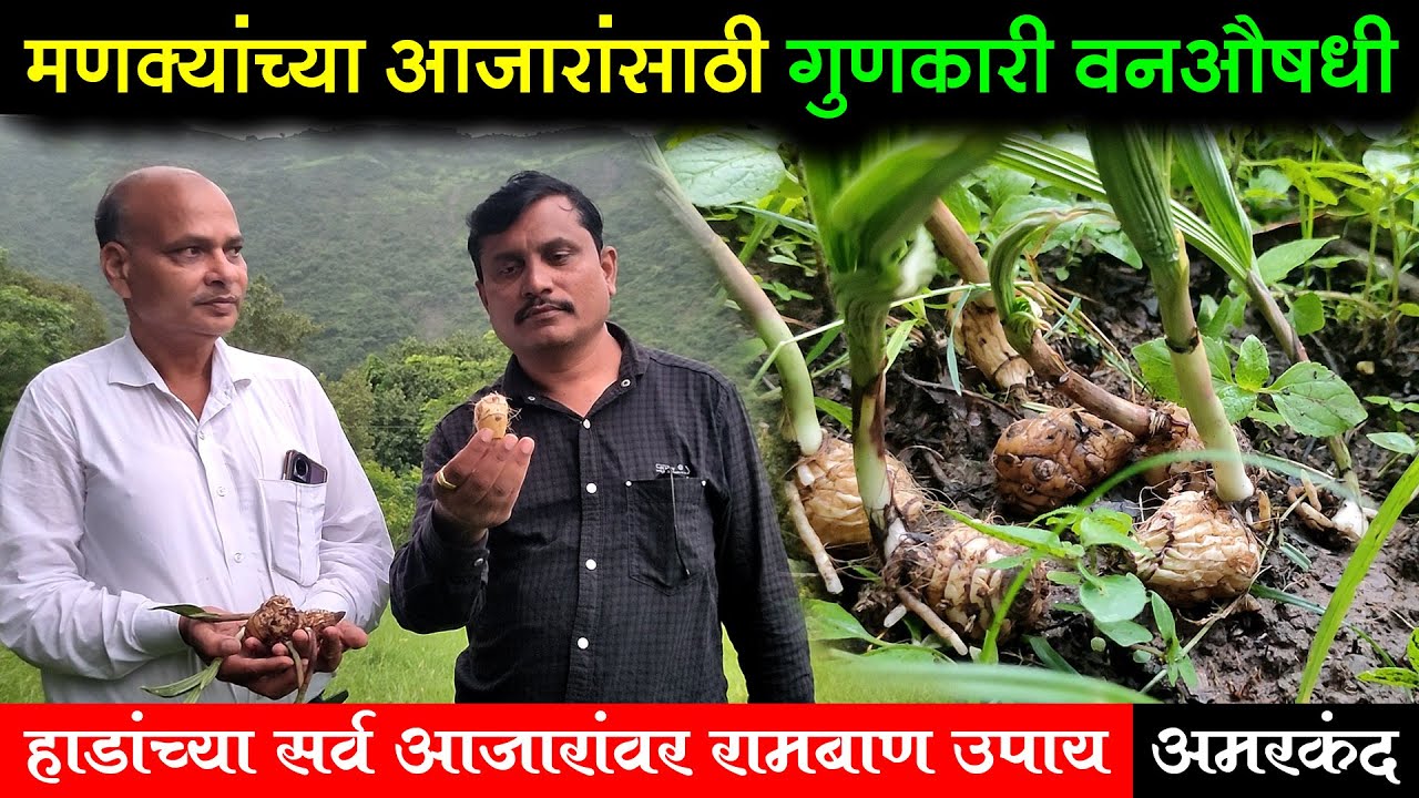 मणका, गुडघ्यांच्या आजारांवर गुणकारी अमरकंद वनस्पती | Amarkand Plant ...