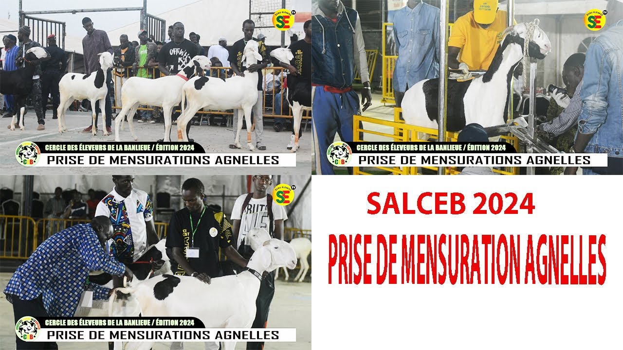 SALON DE DE L'ELEVAGE DU CEB 2024 / PRISES DE MENSURATIONS DES AGNELLES ...