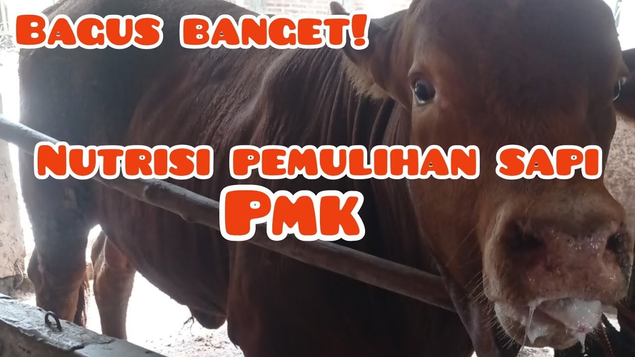 CARA PERAWATAN SAPI TERKENA PMK part 2 - YouTube