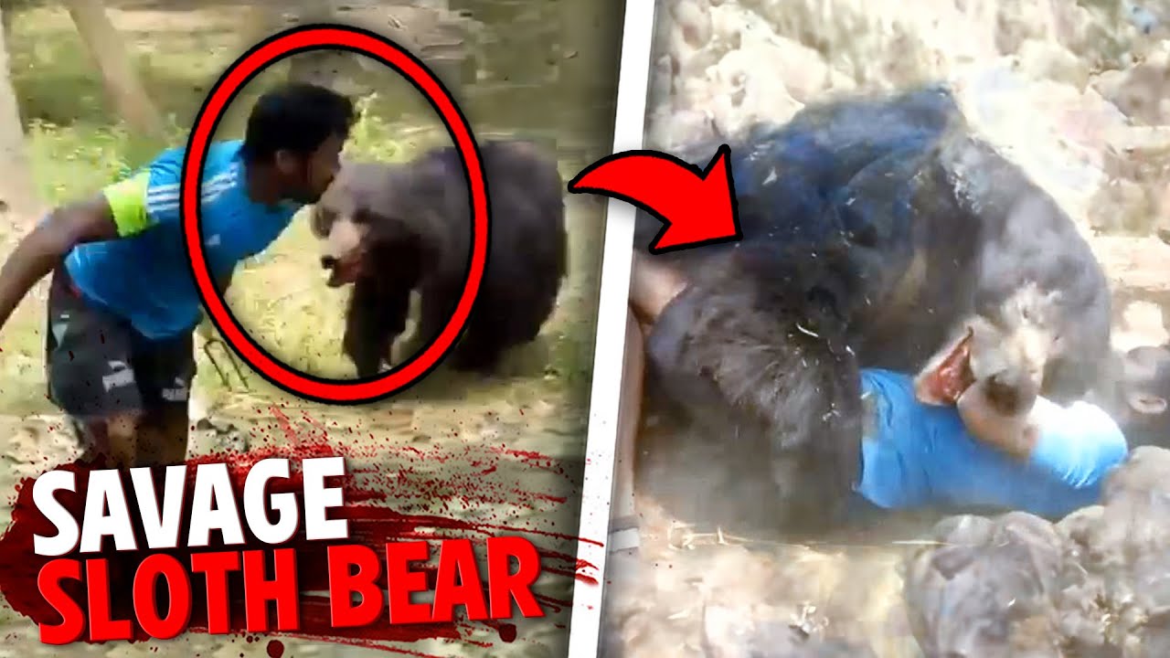 After EATING 12 People Alive This Sloth Bear Was FINALLY Caught! - YouTube