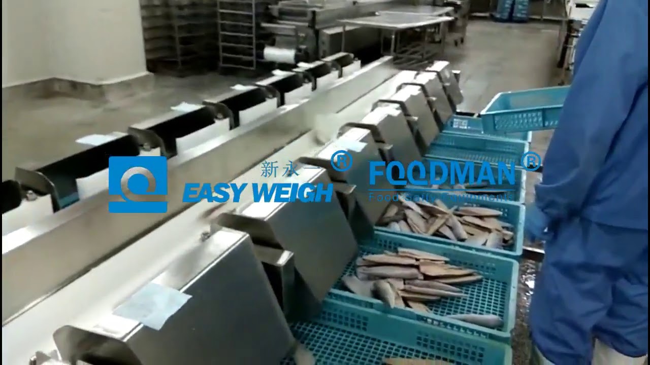 Frozen Fish Fillet Sorting - YouTube