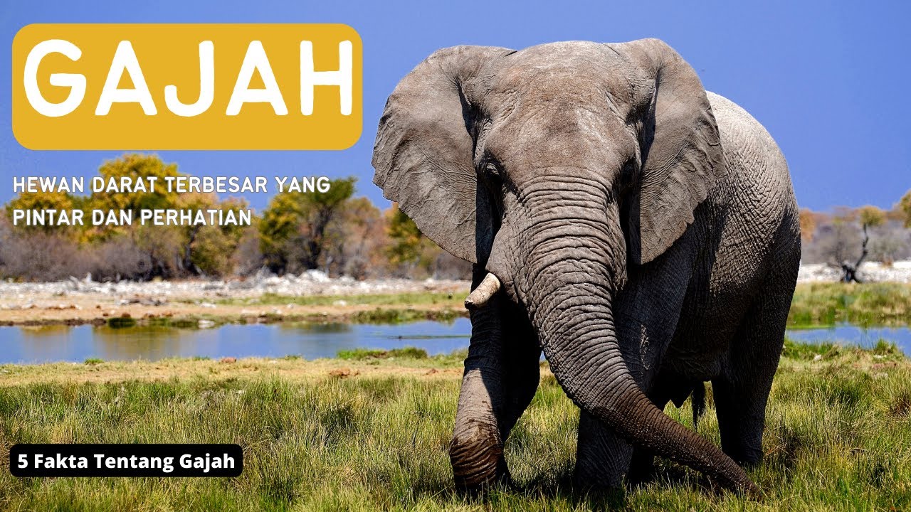GAJAH : Hewan terbesar yang pintar dan perhatian | 5 Fakta Menarik ...