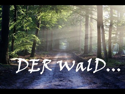 Der Wald...( Kurzfilm)