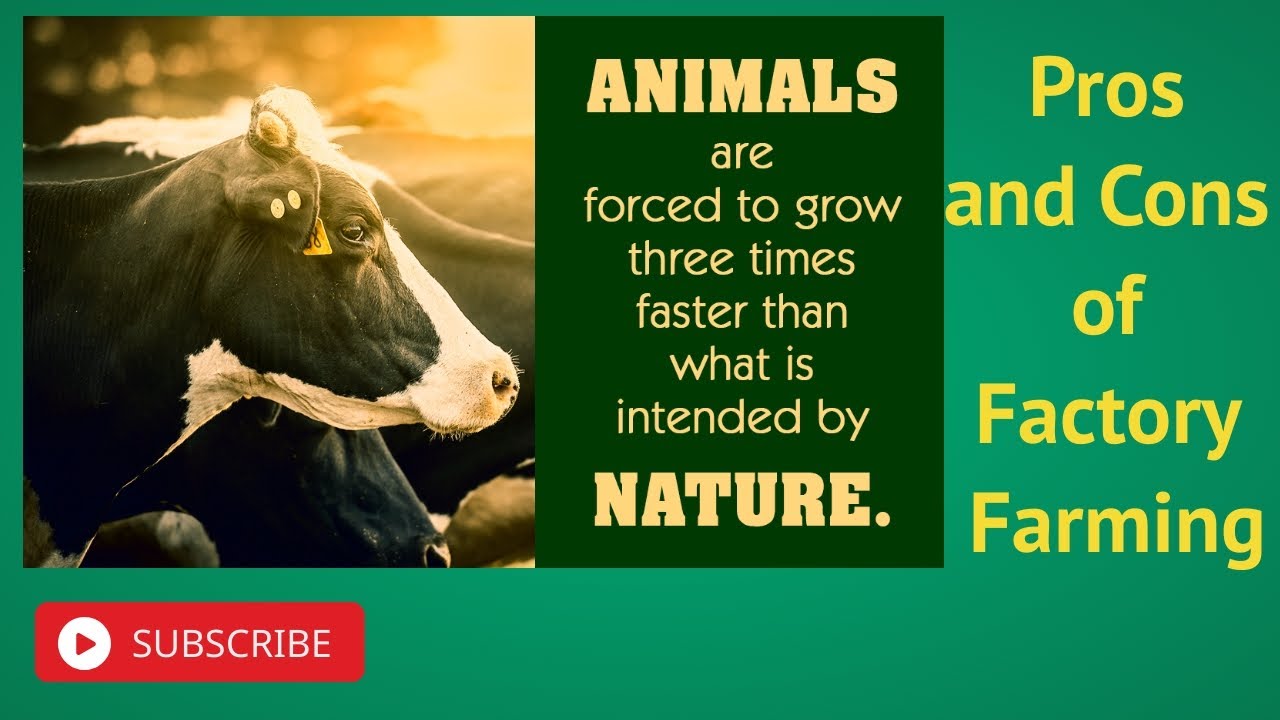 Pros and Cons of Factory Farming - YouTube