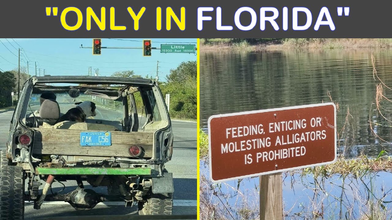 “Only In Florida” Unhinged Things People Witnessed Happening In The ...
