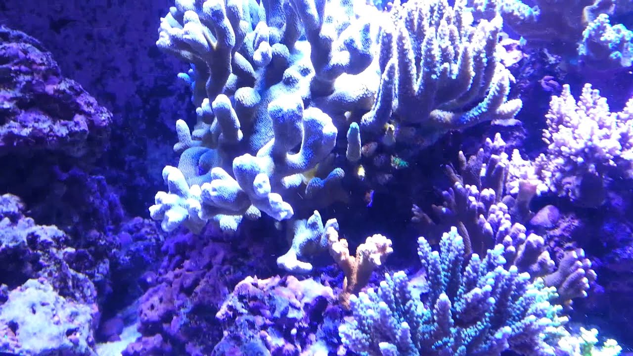 Two spot bristletooth tang - YouTube