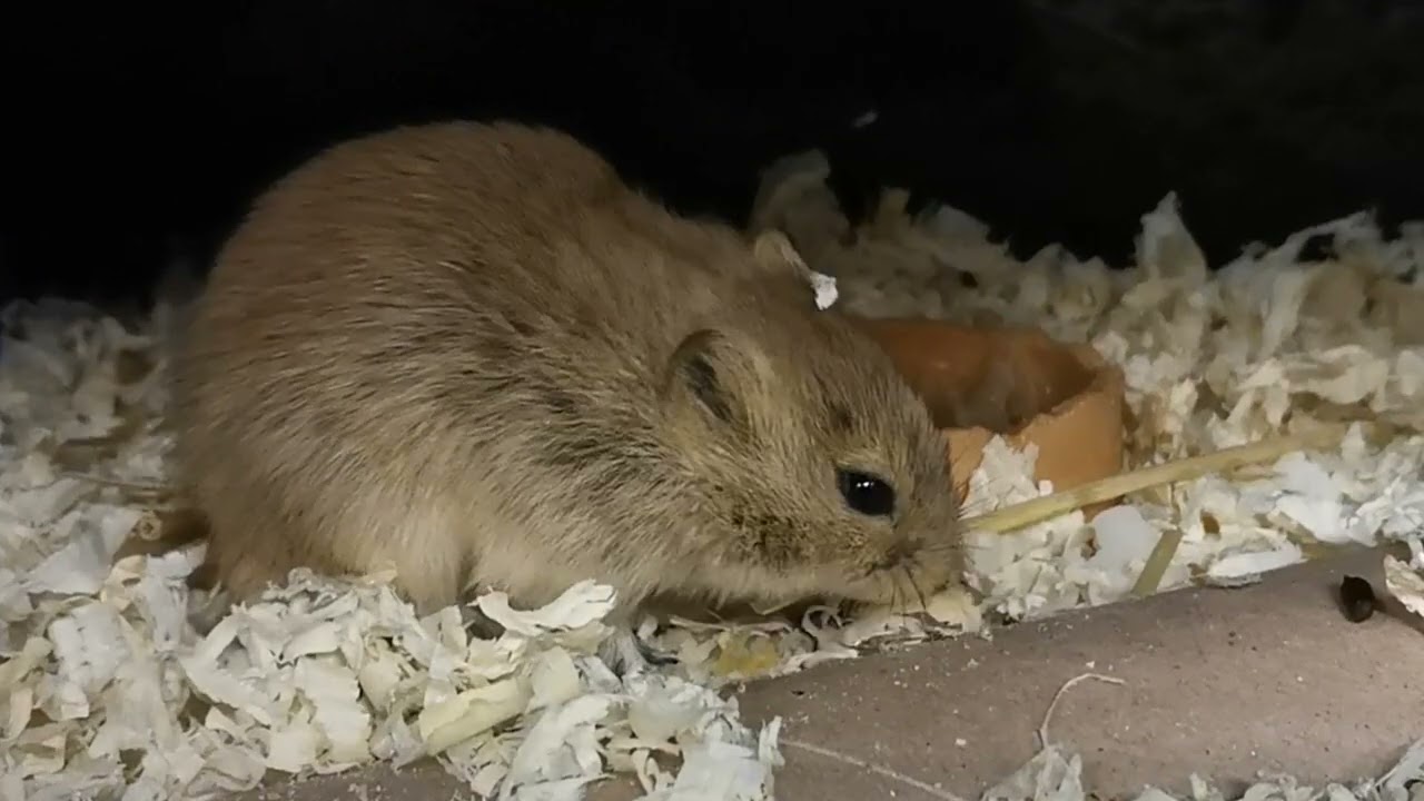 Brandt's Vole at the Pet Rescue. - YouTube