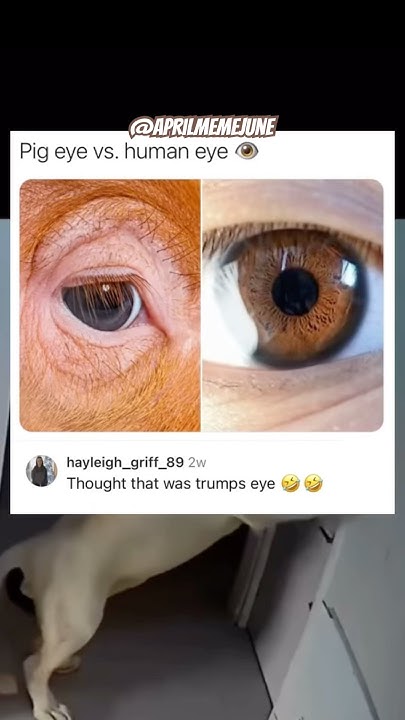 Pig eye vs human eye 👁️ - YouTube