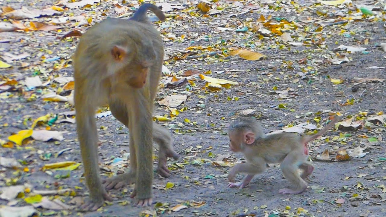 Millie is a young monkey who has the best method of teaching her baby ...