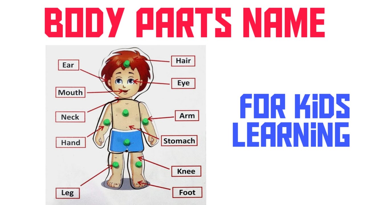 Body parts name, Body parts name for kids learning - YouTube