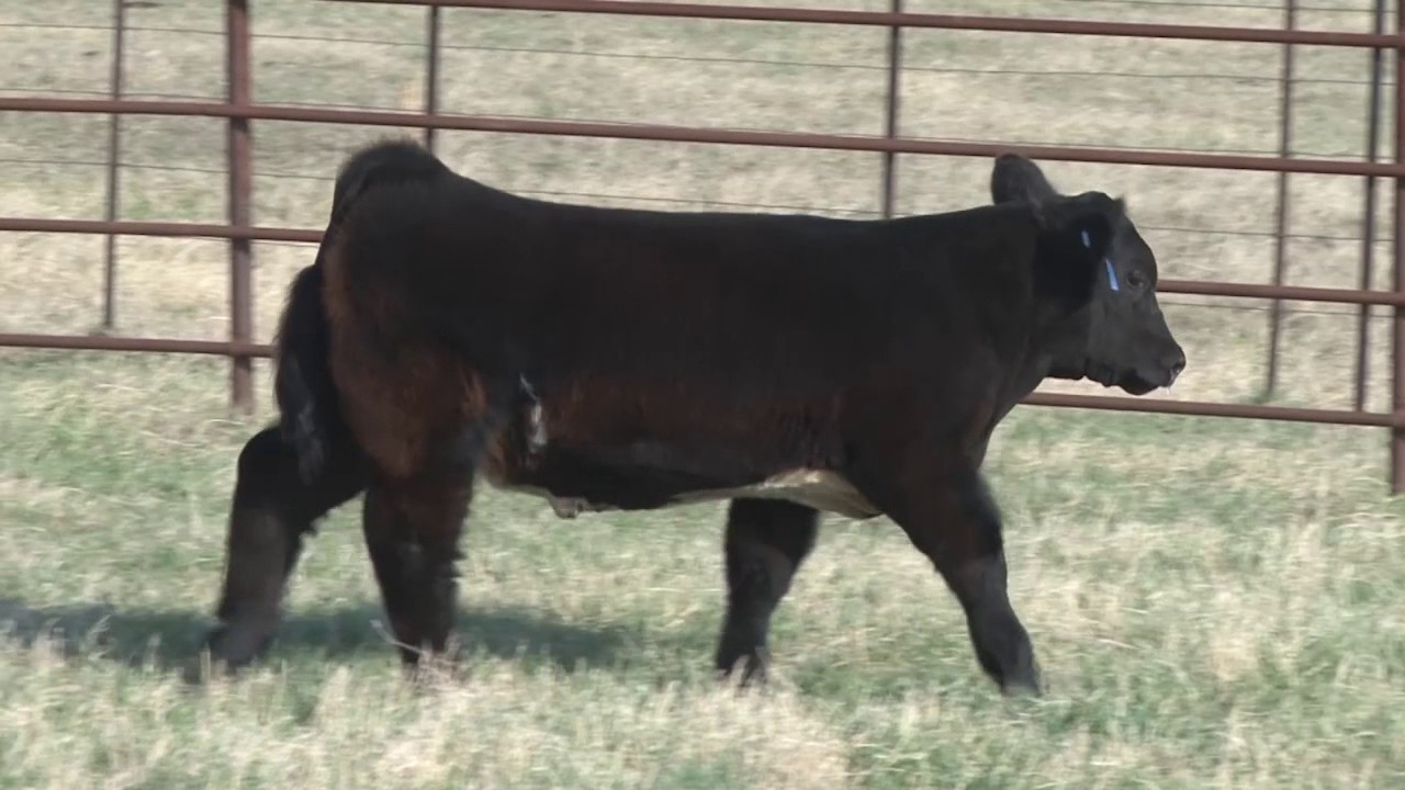 L M Cattle March 2017 BW Tag 3 - YouTube