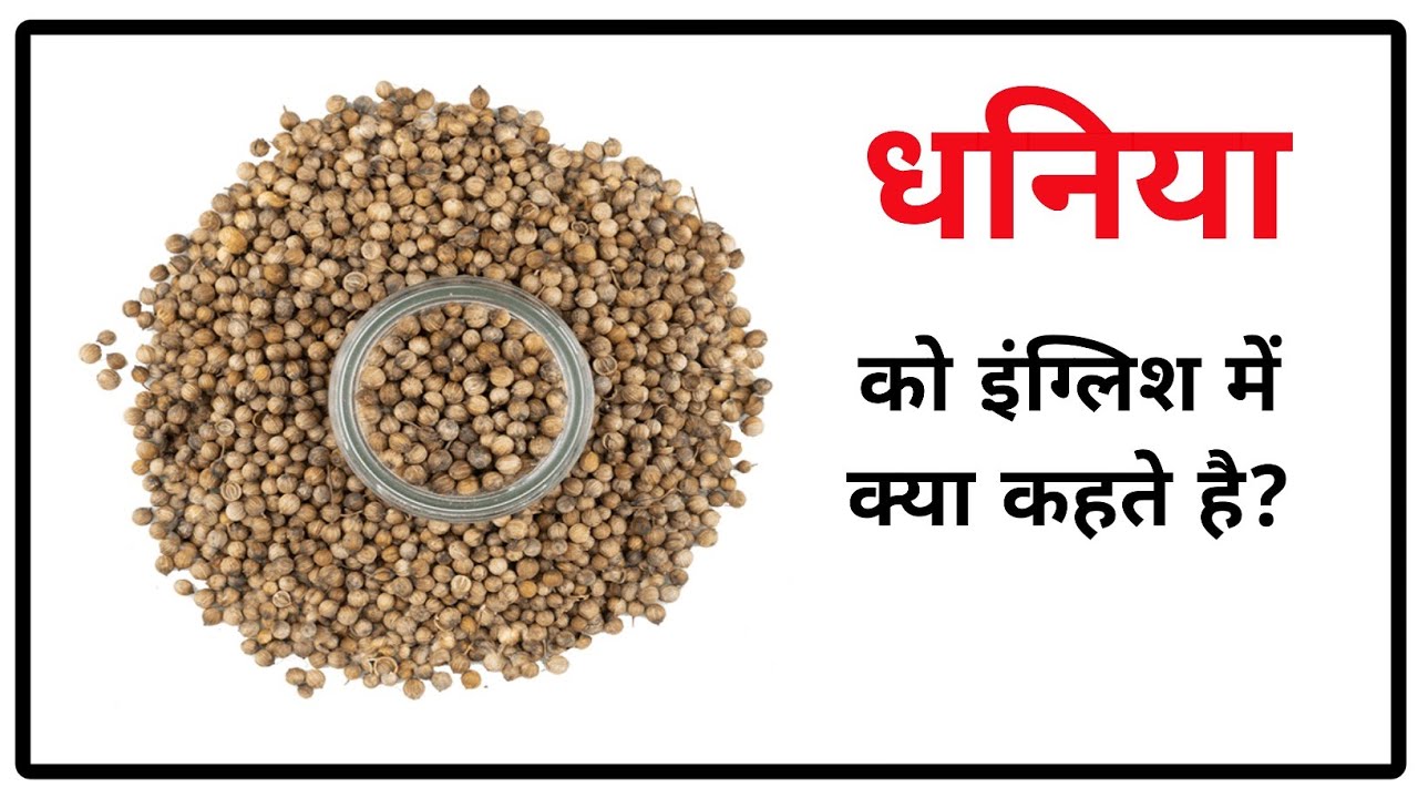 धनिया को इंग्लिश में क्या कहते है? | dhaniya ko English mein kya kehte hai? - YouTube