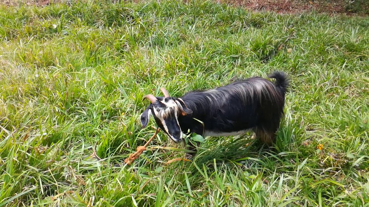 Crazy goat on Cuban gras ! :-) - YouTube
