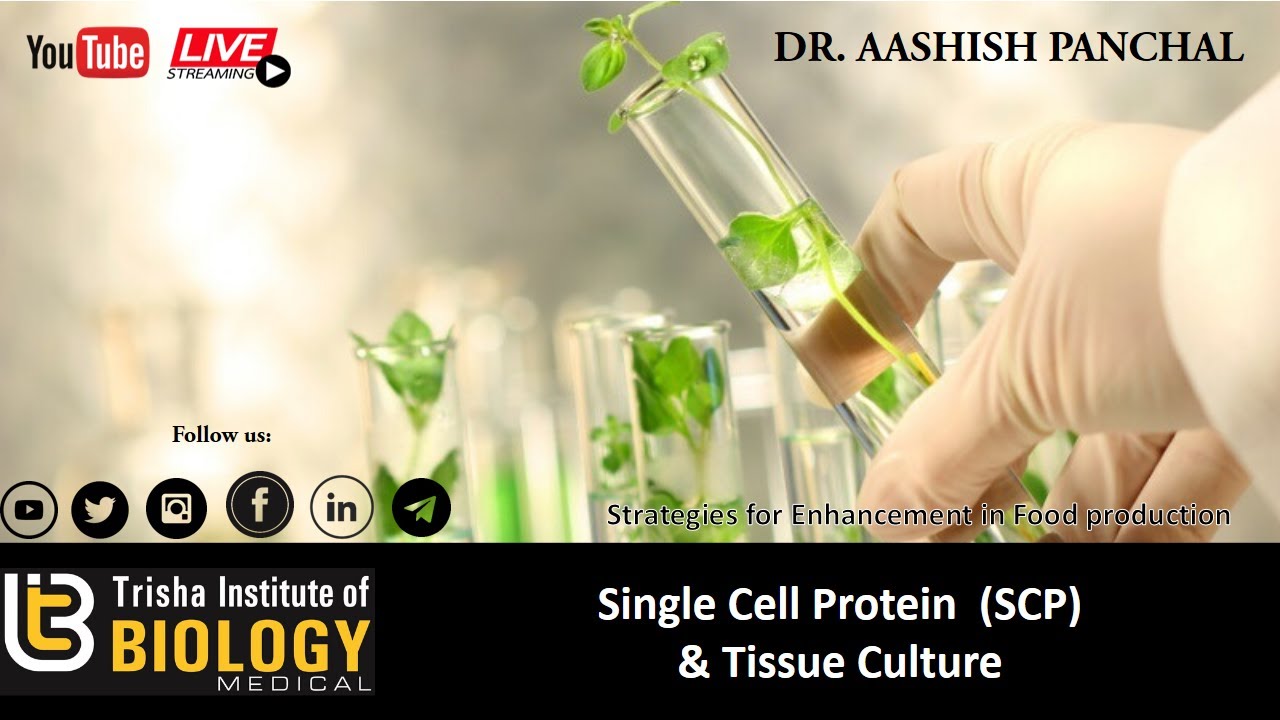Single Cell Protein (SCP) & Tissue Culture : Strategies for Enhancement ...