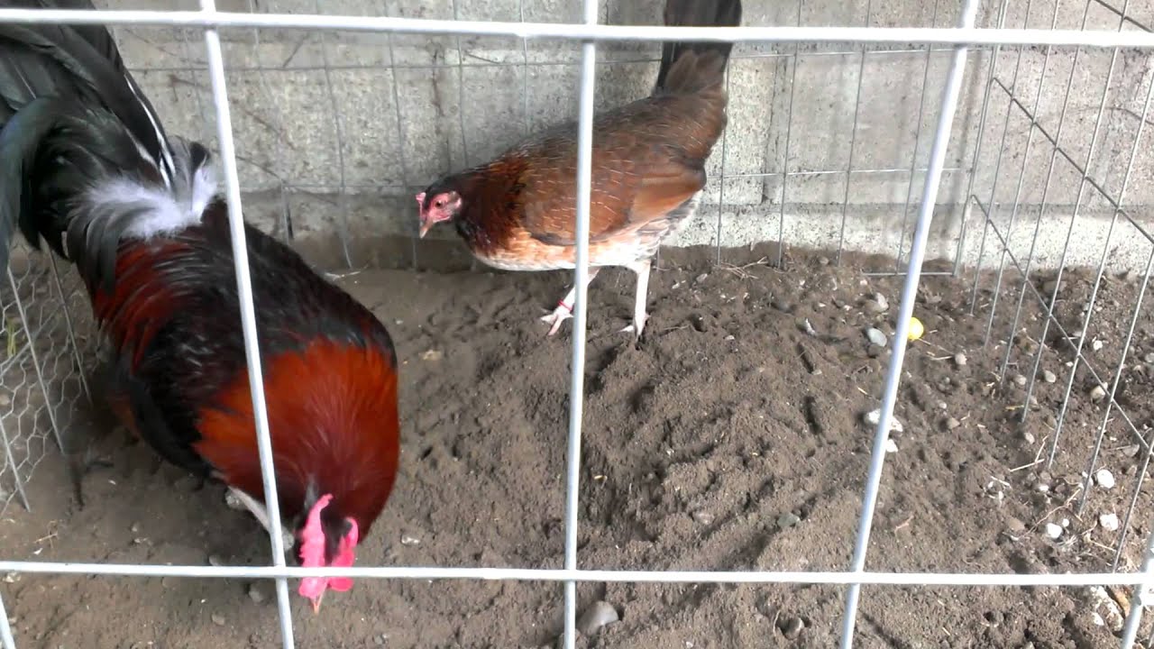 Madigan Clarets - YouTube