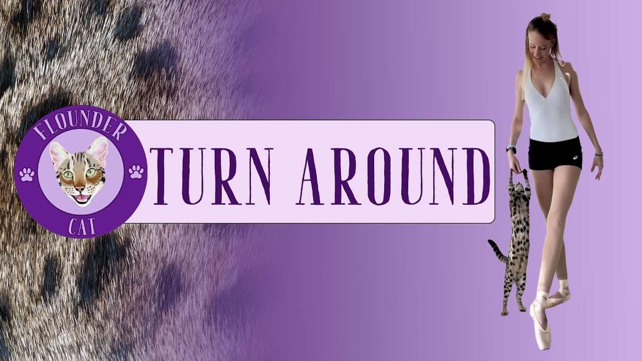 Spinning cat - Teaching Your Cat to Turnaround - A Fun New Trick - YouTube