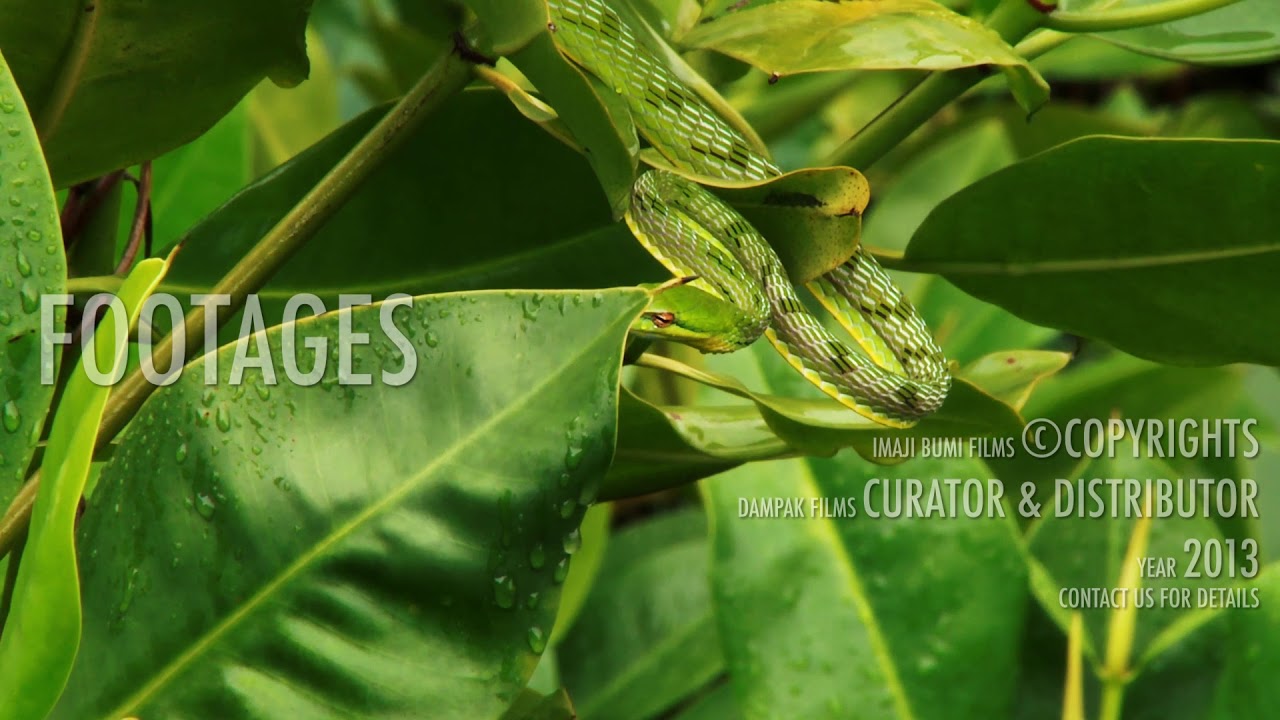 Ular Bajing - Gonyosoma Snake in Stand By Position on Leaves JAKARTA # ...
