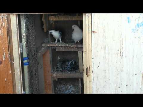 Primorski goyercinleri 0558647782