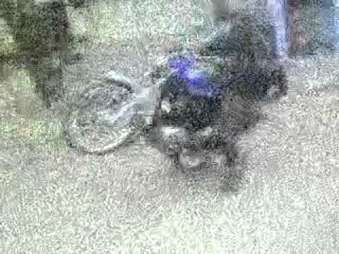 Motor Suzuki Calibrando en san luis Hugo en la bolanta *2012 - YouTube