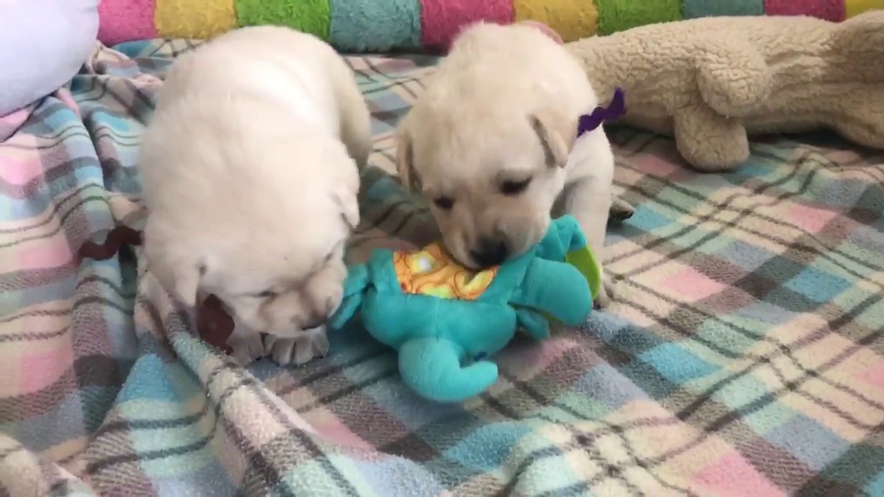 3 week old Puppies Play YouTube 3-week-old-puppies-play-youtube