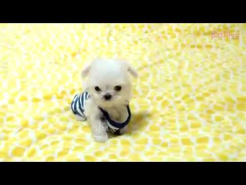 En Tatlı 13 Küçük Köpek