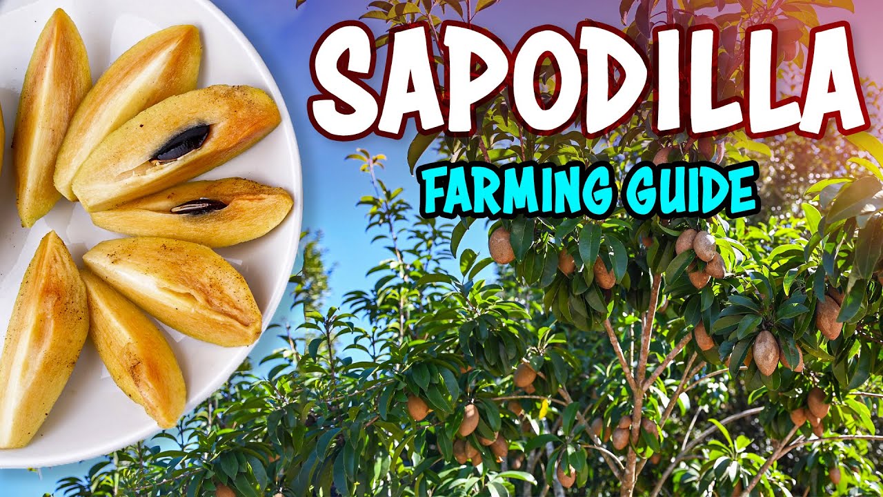 Sapodilla (Chikoo ) Farming: Complete Guide | Sapota Fruit Cultivation ...
