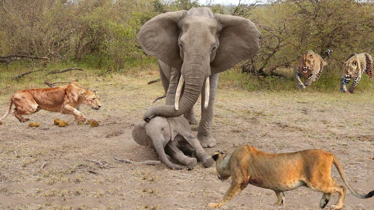 God Gives Power To The Elephants To Defeat The King of Predators ...