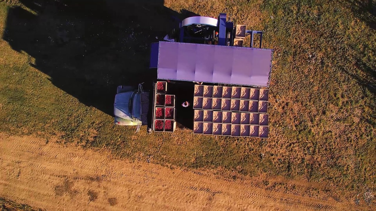 Berry Acres Whatcom Raspberry Harvest - YouTube