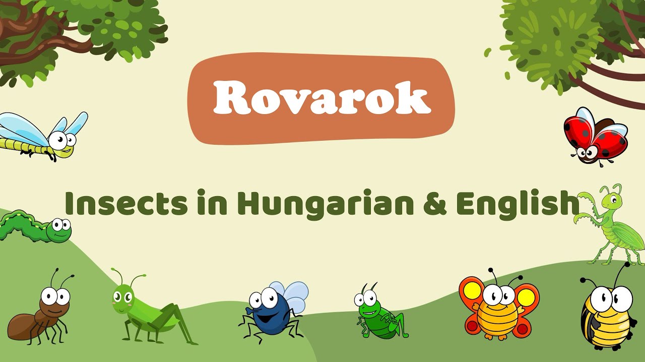 Rovarok - Insects in Hungarian & English - YouTube
