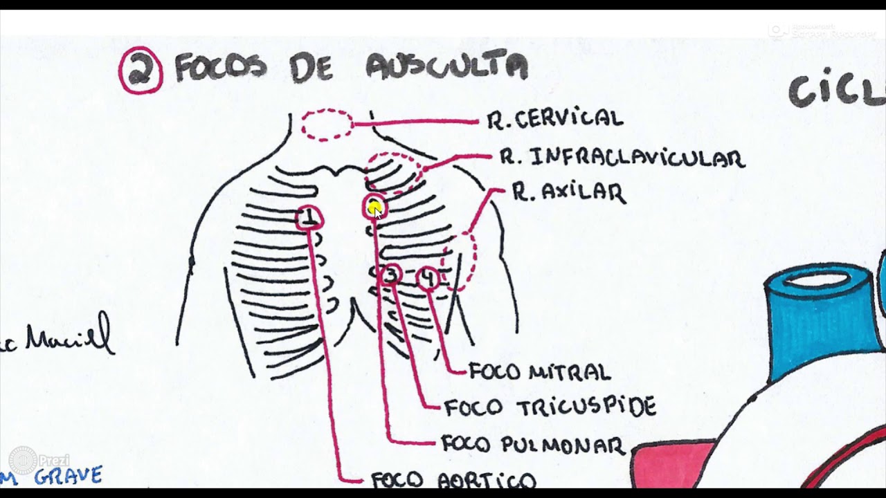 AUSCULTA CARDIACA (P.1) - AUSCULTA NORMAL e CICLO CARDÍACO - YouTube