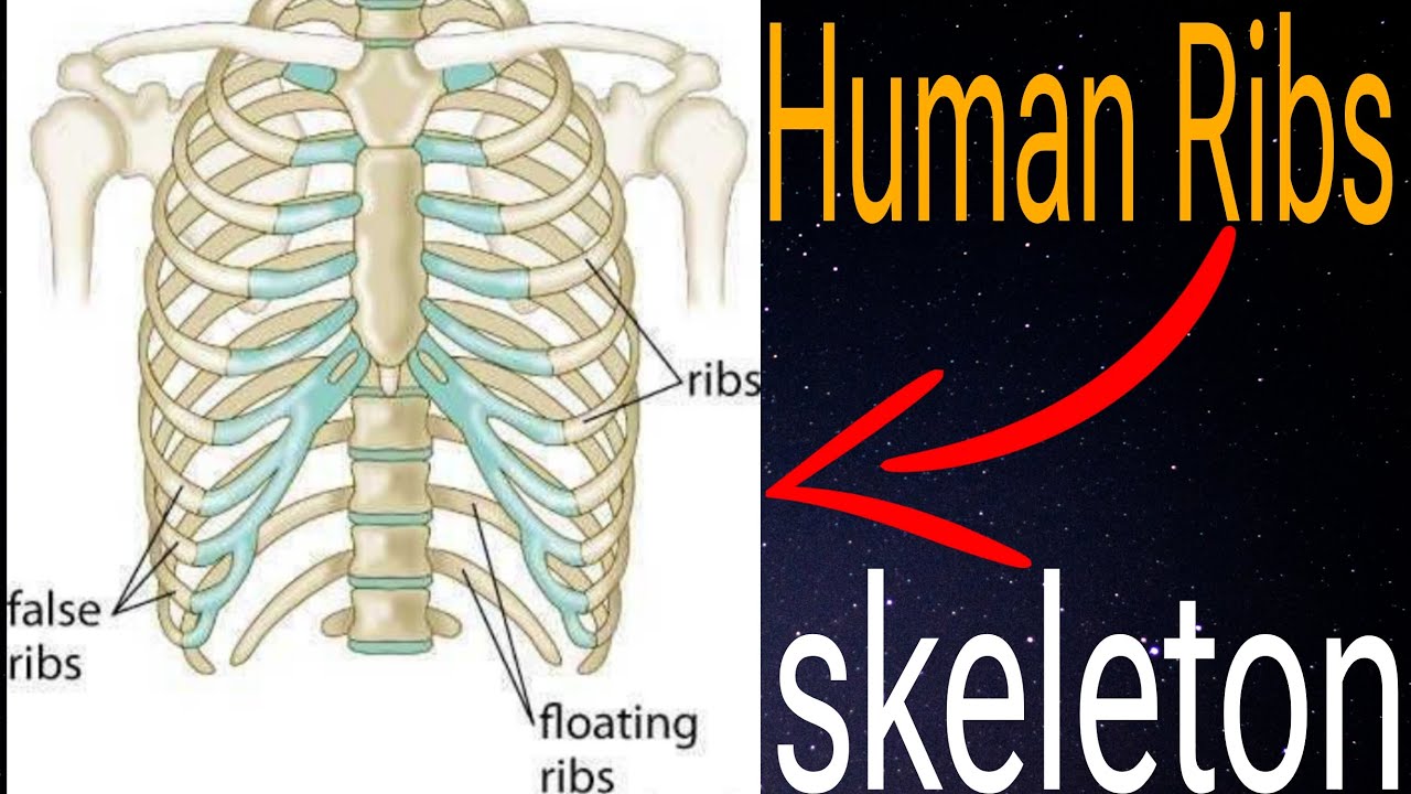 What is human Ribs | | how many ribs in the humans body #anatomy #ribes ...