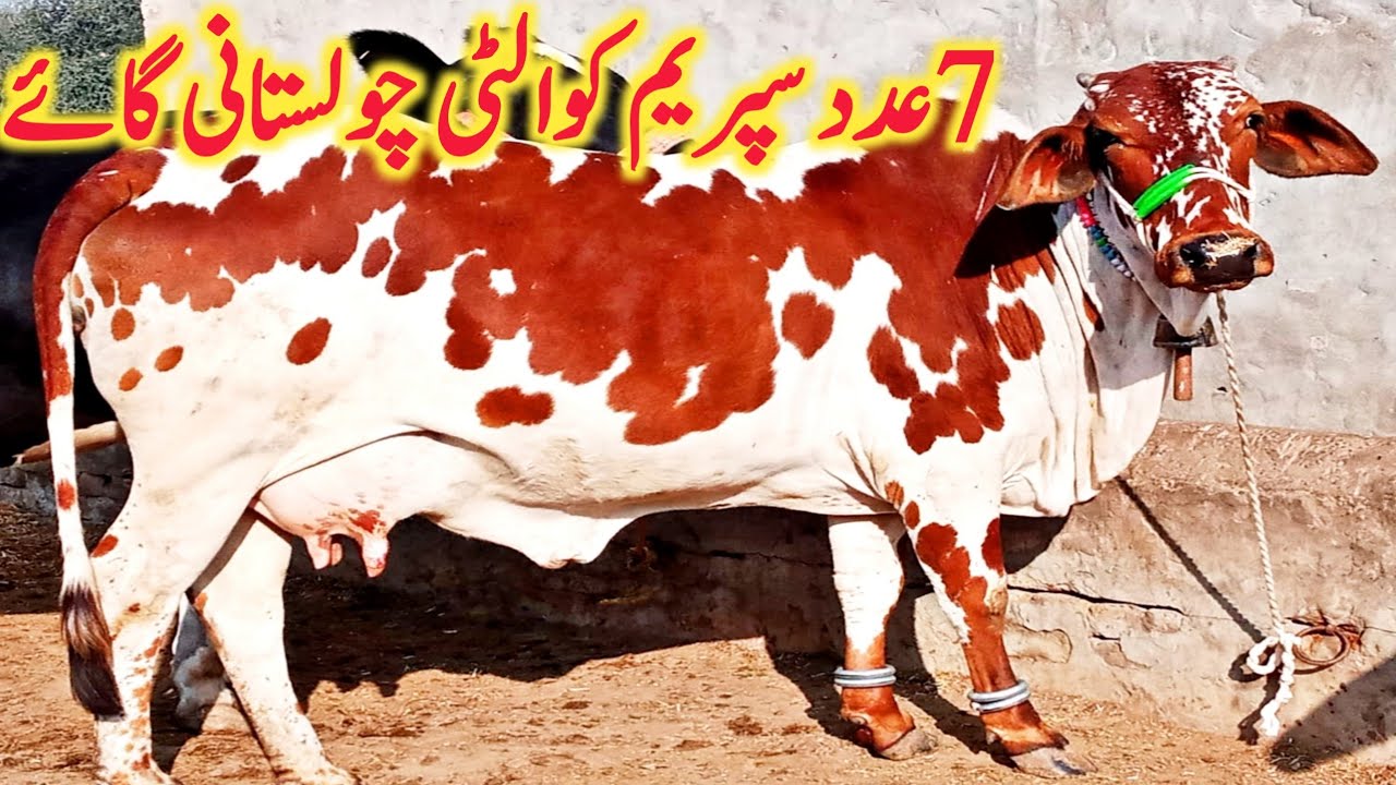 Super Quality Cholistani Cow In Hasil Pur By Shah Muhammad || Global ...