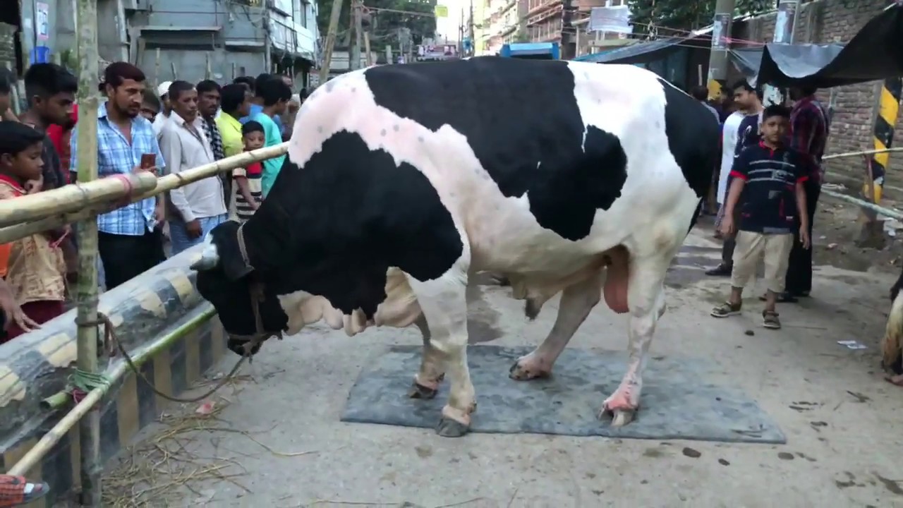 Huge Australian Fresian Cows With The Price || Nayabazar Haat Live ...