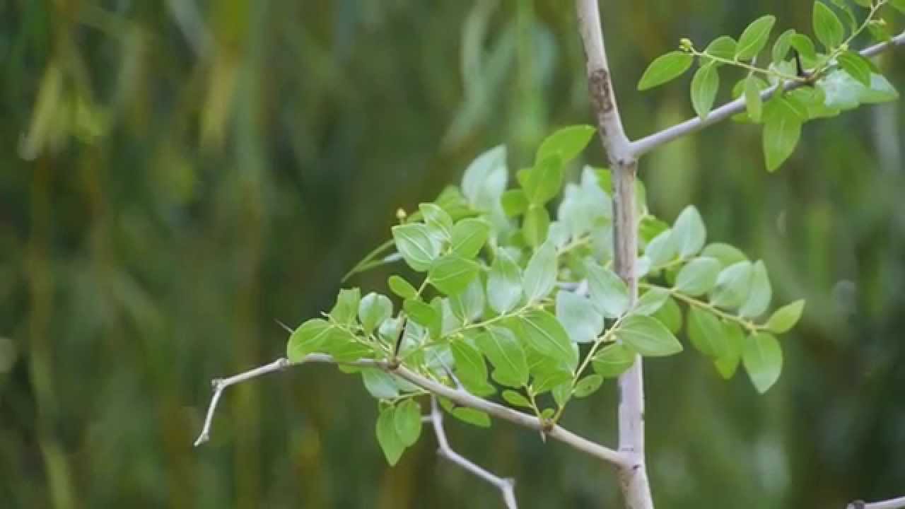 Azufaifo (Ziziphus lotus) - YouTube