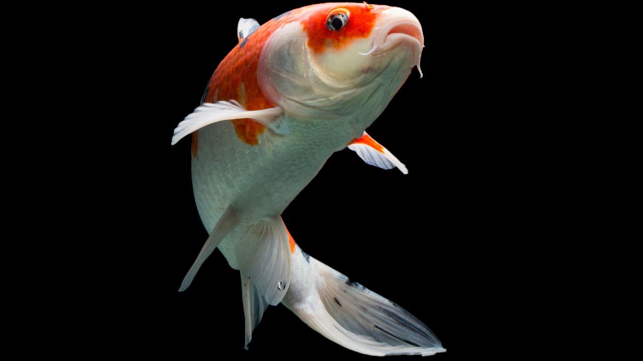 Relaxing Ambience for Garten Lovers - Koi Fish in Japanese Garten Düsseldorf - YouTube