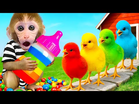 Monkey BonBon takes care of chicks dan menyeberangi jalan lava 🐒🐥🌋