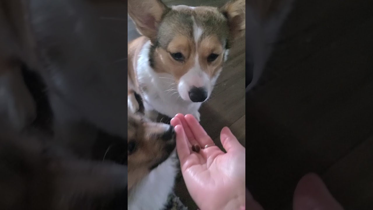 Teaching corgi bears to wait 😂 - YouTube