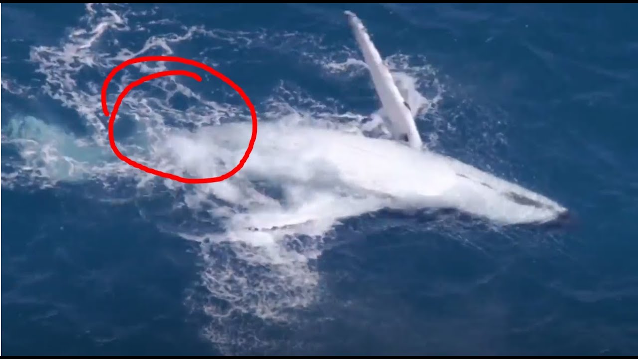 Humpback whale explodes!? - YouTube