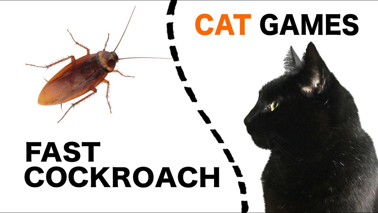 FAST COCKROACH on screen for cats ★ CAT GAMES - YouTube
