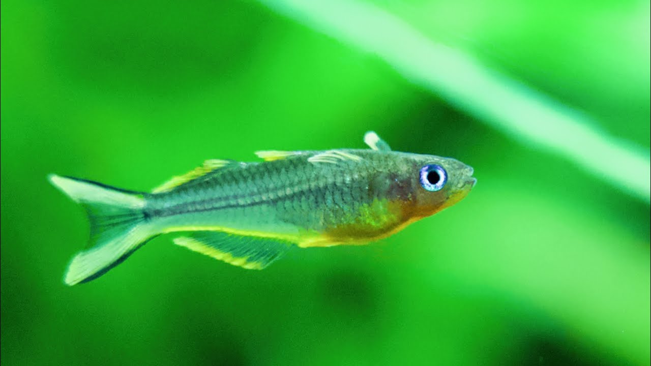 Pseudomugil furcatus slow motion video (Forktail blue-eye) - RIO Juwel ...