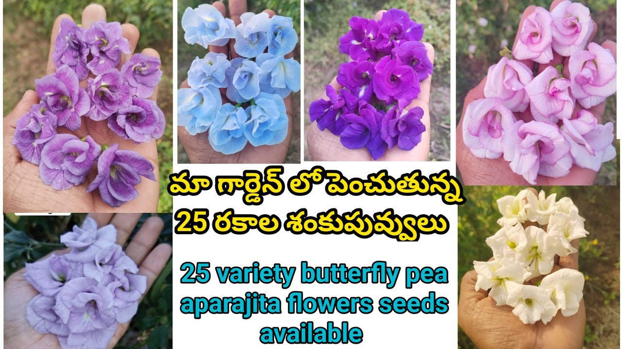 20 variety aparajita flowers seeds available butterflypea seeds ...