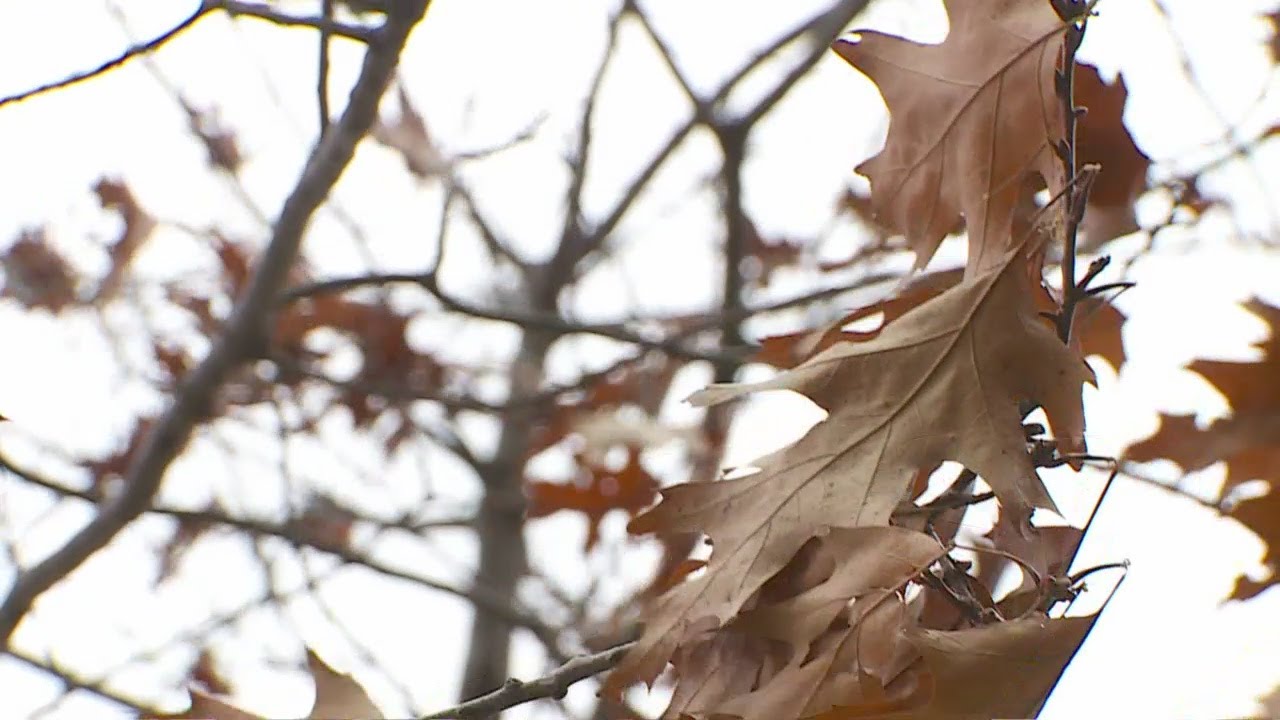 Why Do Leaves Fall At Different Times? - YouTube