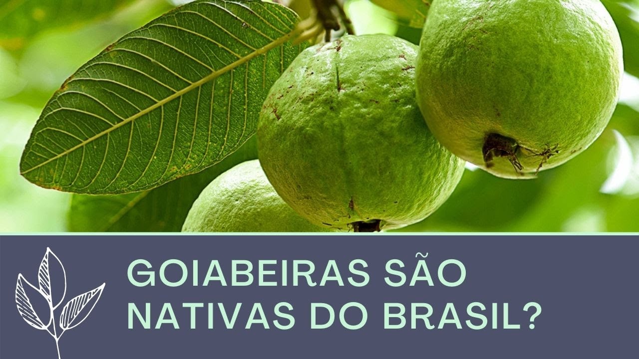 GOIABEIRA É NATIVA? - YouTube