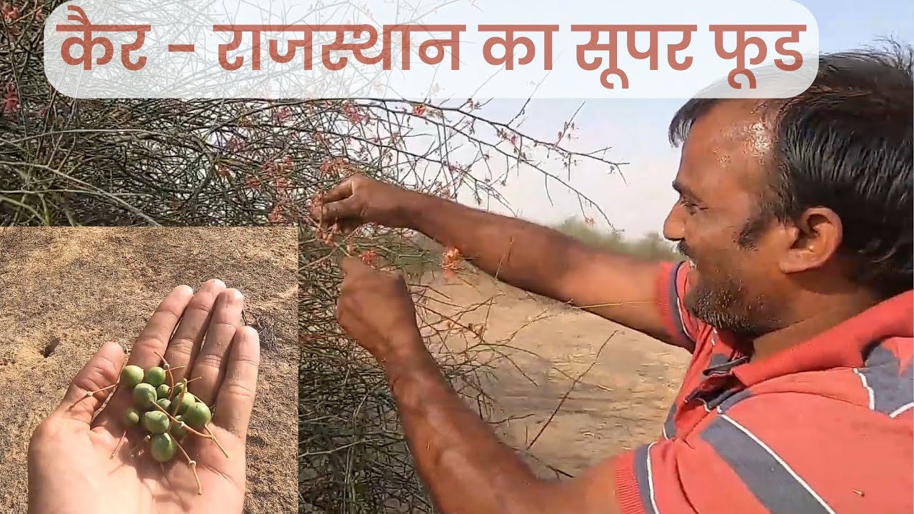 राजस्थानी कैर की सब्जी का पेड़ | ker ka ped | desert life | desert food ...