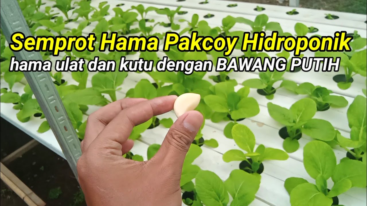 Hama Sayuran hidroponik || Penanganan hama Sayuran hidroponik. - YouTube