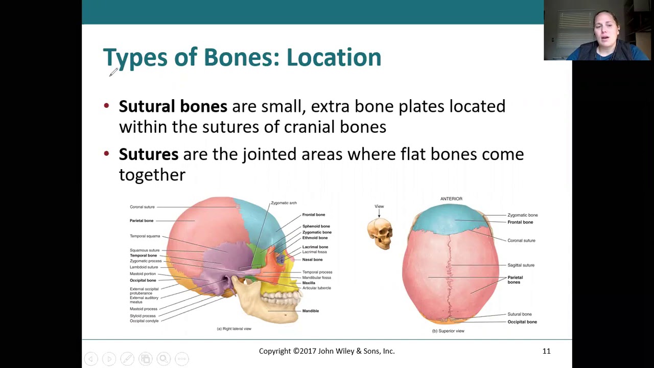 BIOH112 - Chapter 7 Part 1 - Axial Skeleton - YouTube