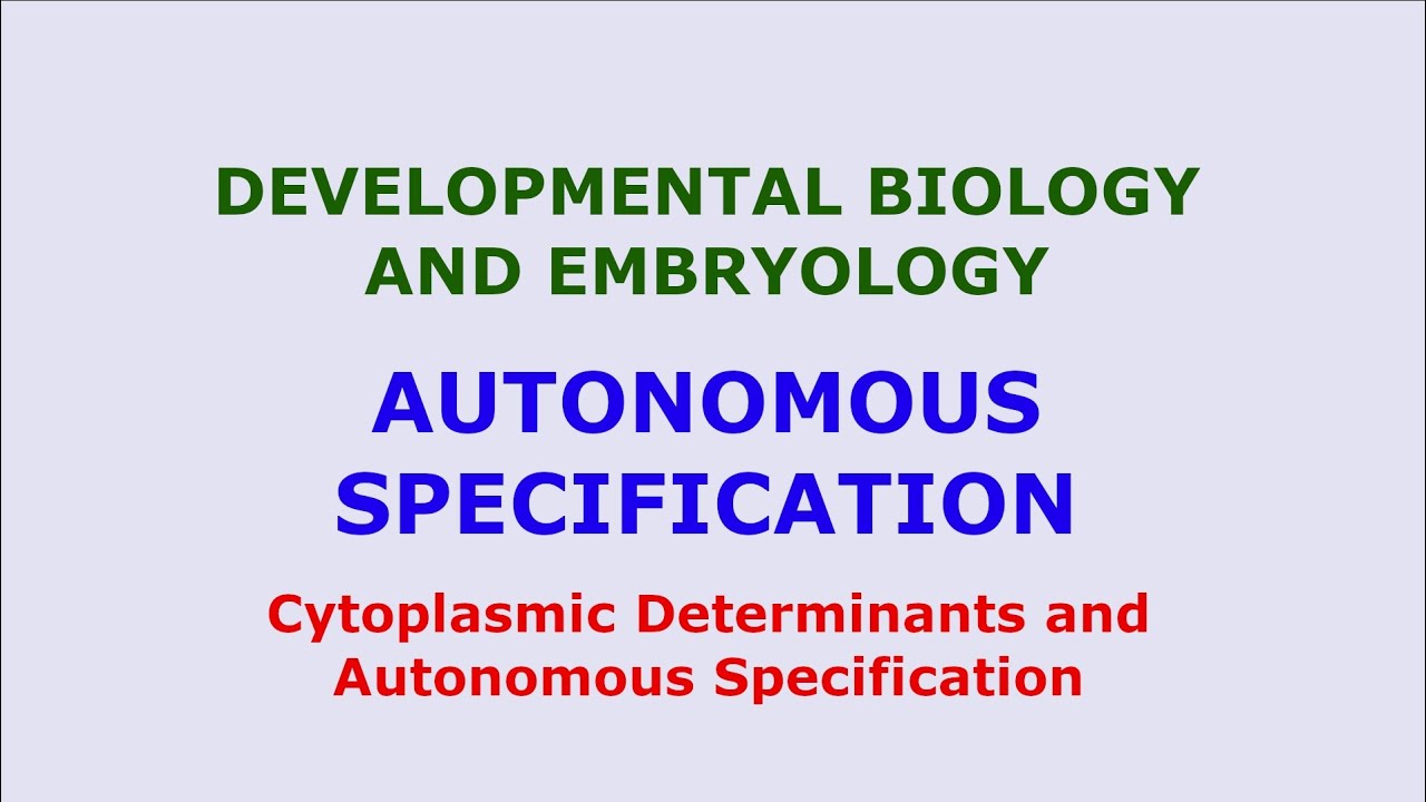 Cytoplasmic Determinants and Autonomous Specification | Cell Fate Map ...